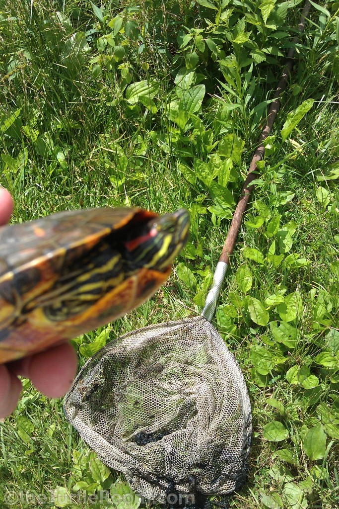 adult-male-RES-01 – theTurtleRoom