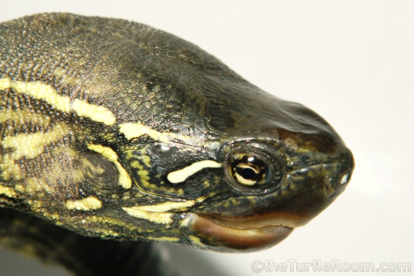 Mauremys reevesii Breeding Project - theTurtleRoom