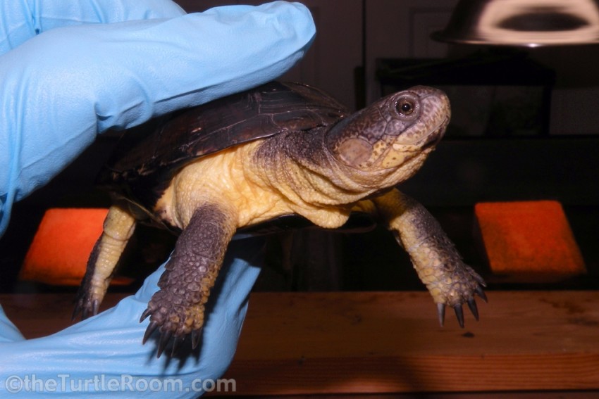 Pelusios nanus Breeding Project - theTurtleRoom