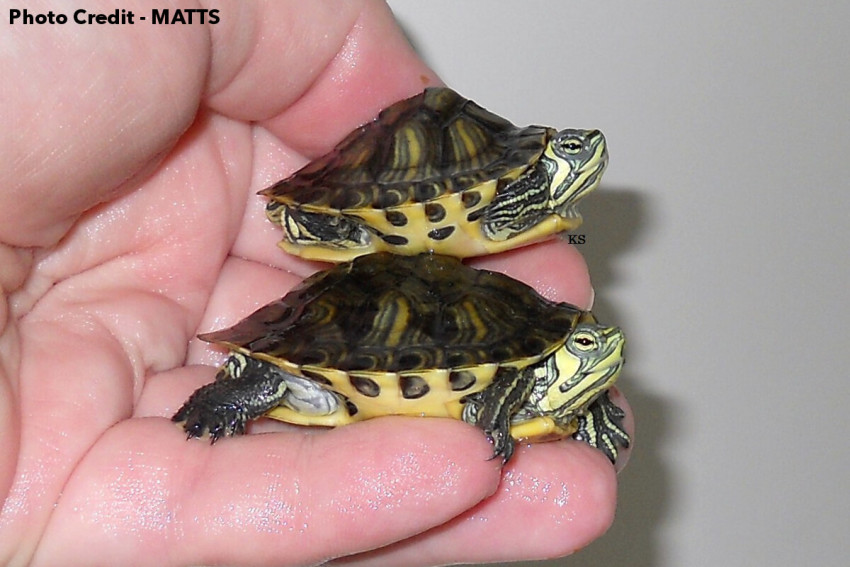 Breaking Away From Popular Pet Choices – theTurtleRoom