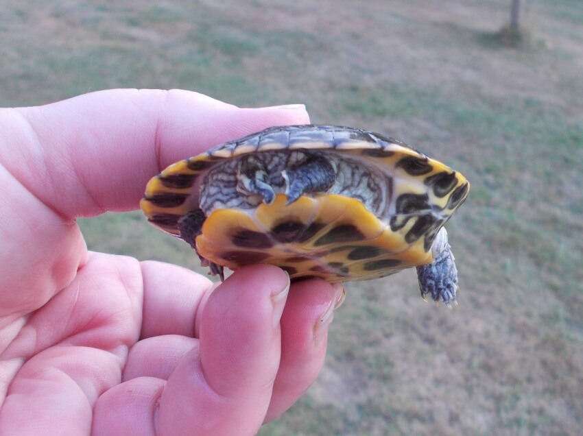 How Popular Pet Turtles Became Popular – theTurtleRoom