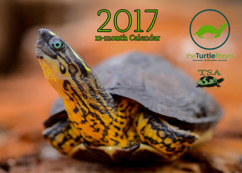 theTurtleRoom 2017 Turtle & Tortoise Calendar