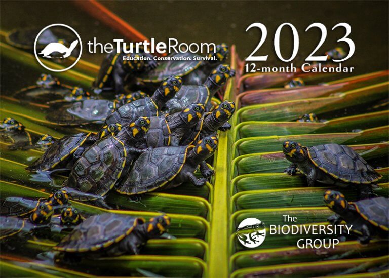 theTurtleRoom 2023 Turtle Calendar – theTurtleRoom